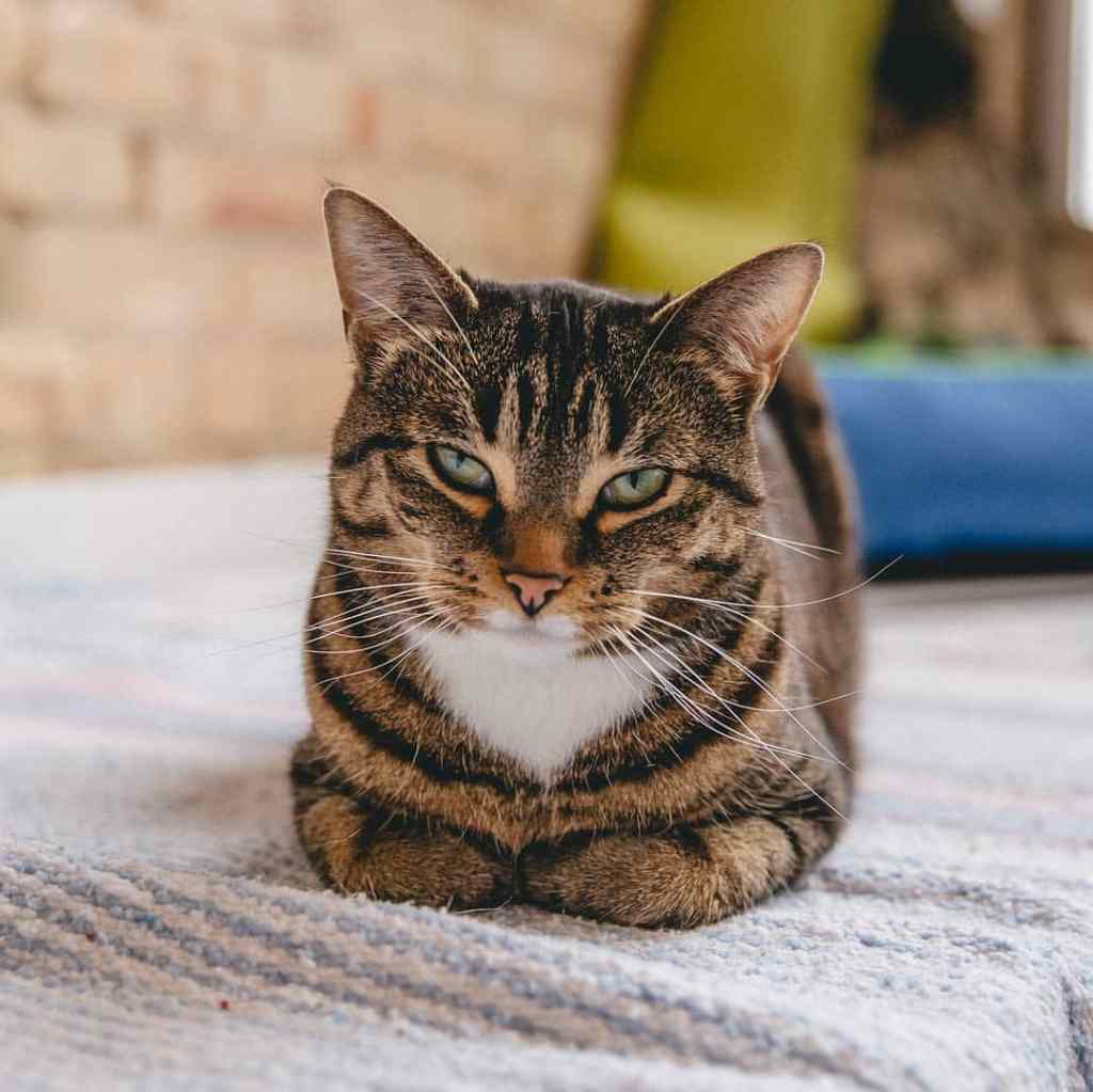 Very Happy Cat